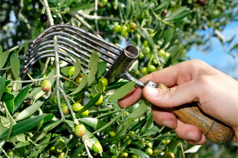 Can Olive Trees Grow in Tennessee? (6 Varieties) - 🐝 BootstrapBee.com - Actionable bootstrapping ...