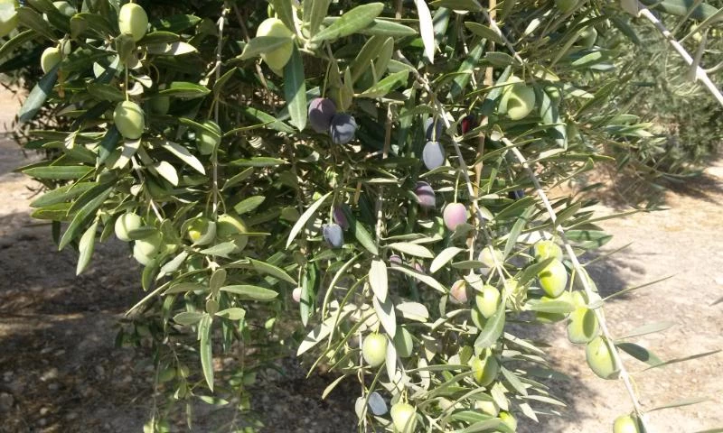 Can Olive Trees Grow in Tennessee? (6 Varieties) - 🐝 BootstrapBee.com - Actionable bootstrapping ...