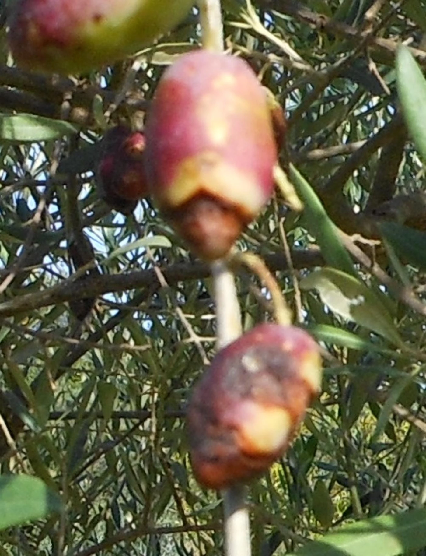 Common Olive Tree Problems: 9 Diseases With Pictures - 🐝 BootstrapBee ...