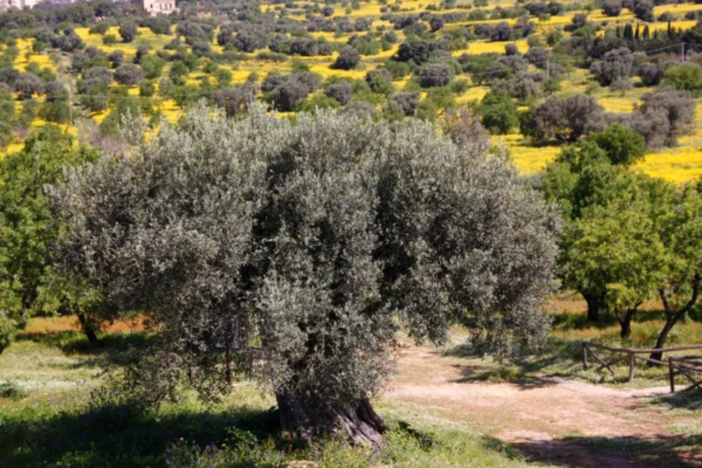 Where Can You Buy Olive Trees? (9 Common Places) - 🐝 BootstrapBee.com - Actionable bootstrapping ...