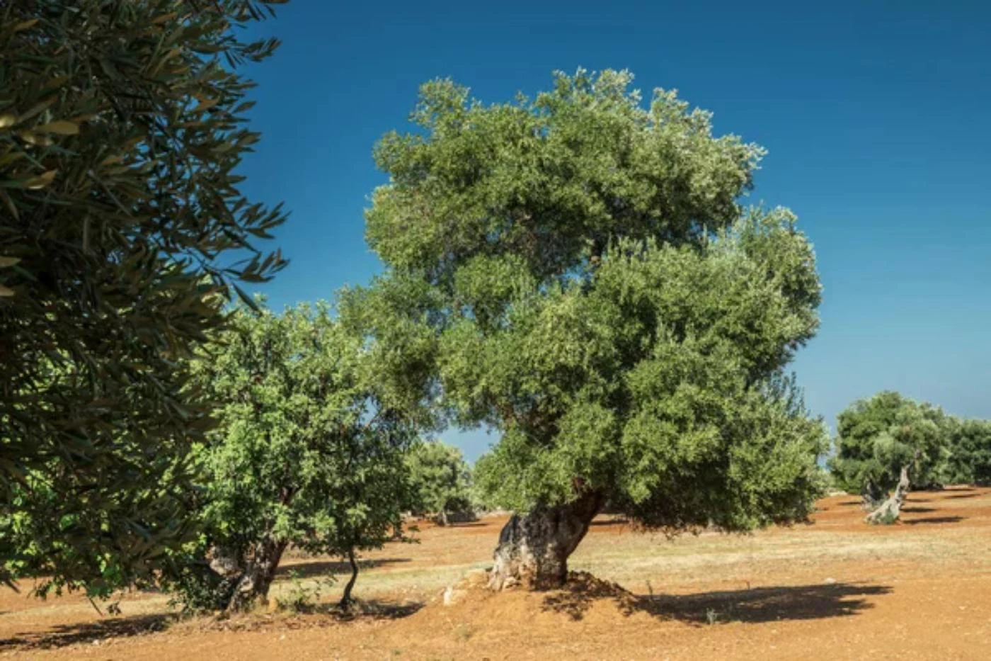 Where Can You Buy Olive Trees? (9 Common Places) - 🐝 BootstrapBee.com - Actionable bootstrapping ...