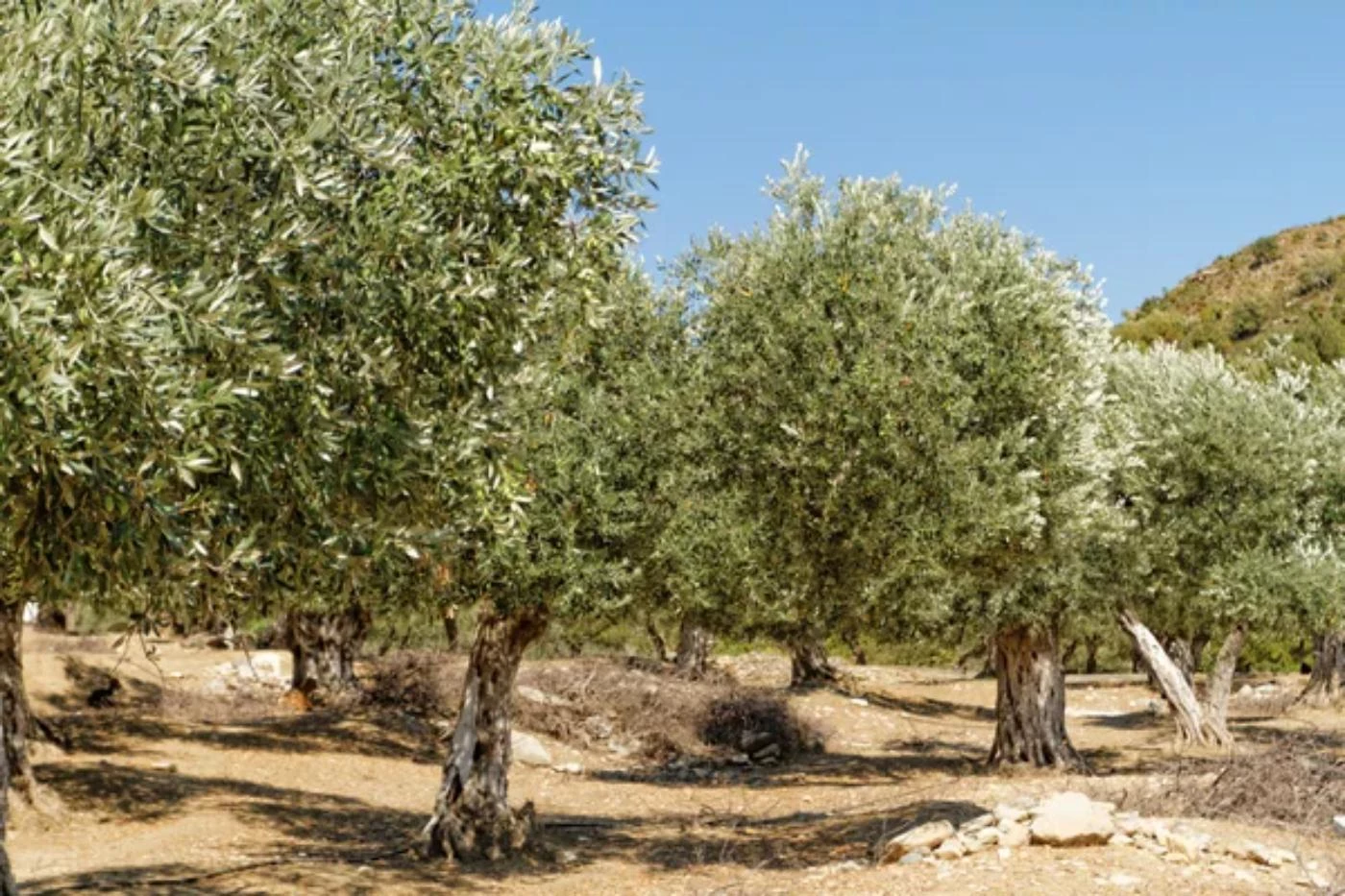 Where Can You Buy Olive Trees? (9 Common Places) - 🐝 BootstrapBee.com - Actionable bootstrapping ...