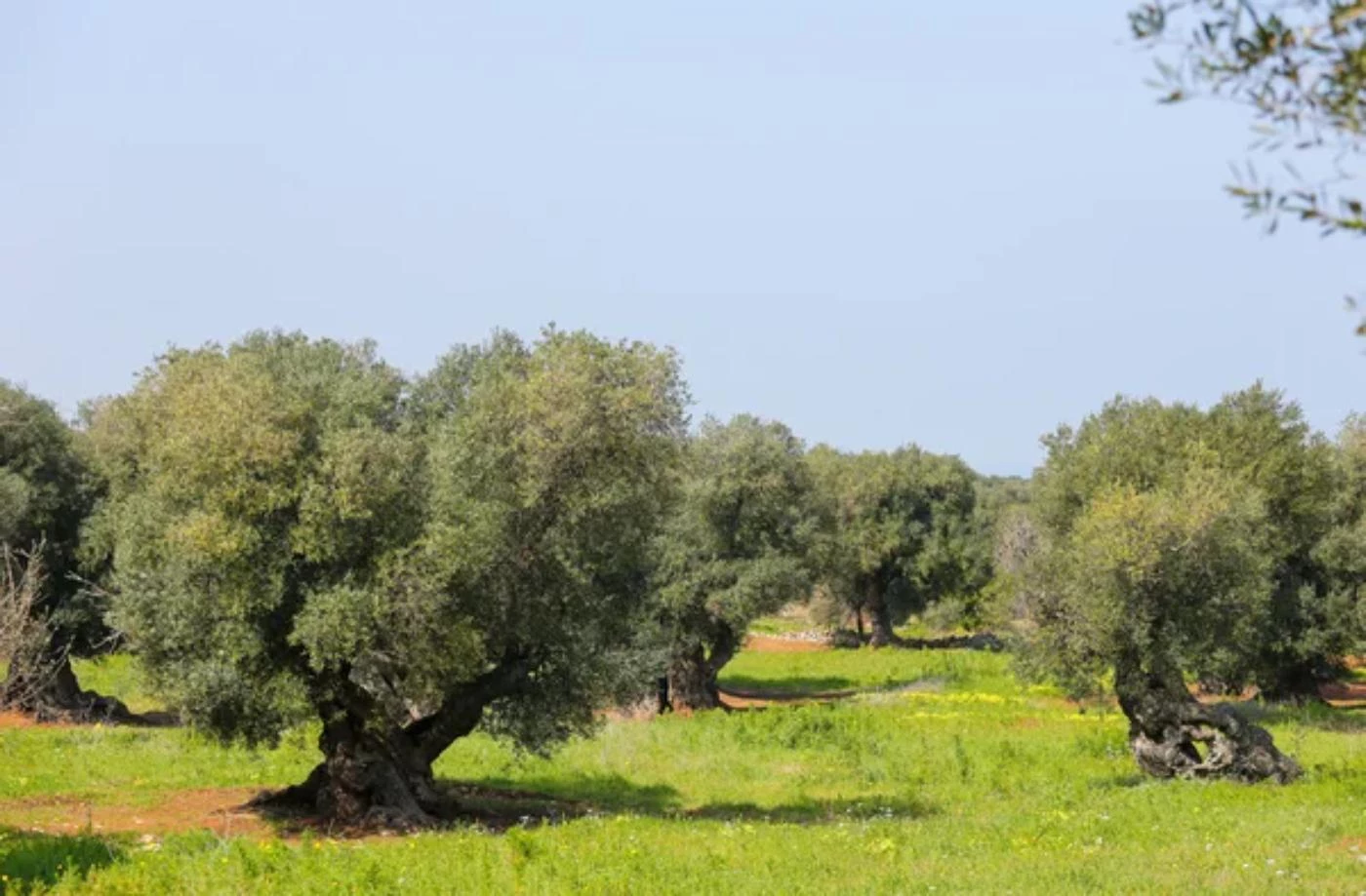 High Density Olive Farming: 8 Benefits and Techniques - 🐝 BootstrapBee ...