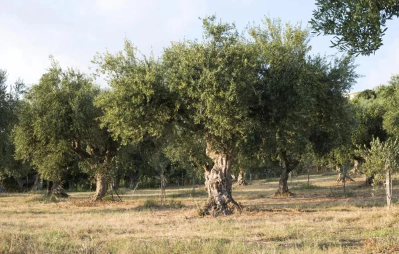 High Density Olive Farming: 8 Benefits and Techniques - 🐝 BootstrapBee.com - Actionable ...