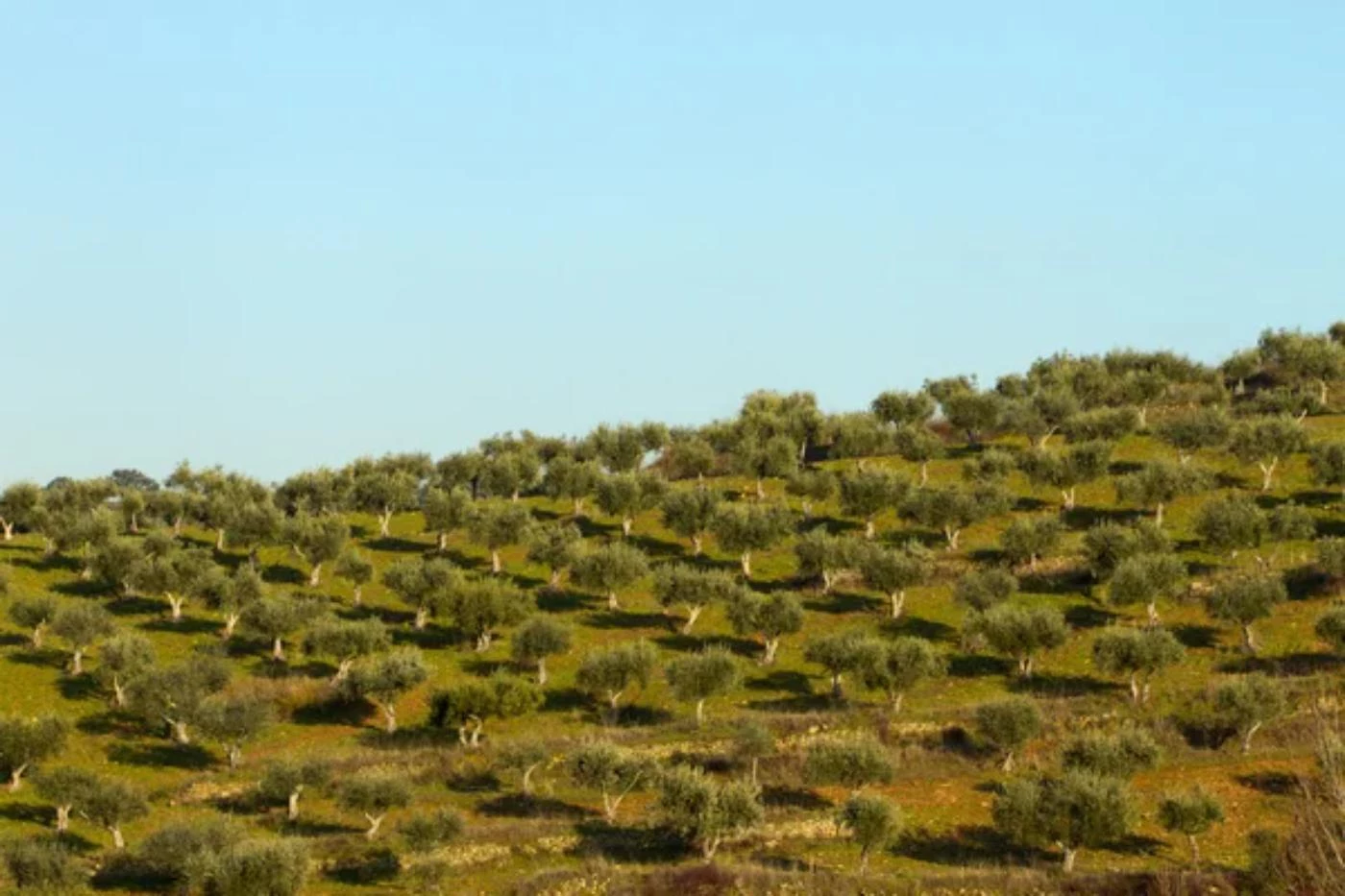 High Density Olive Farming: 8 Benefits and Techniques - 🐝 BootstrapBee.com - Actionable ...