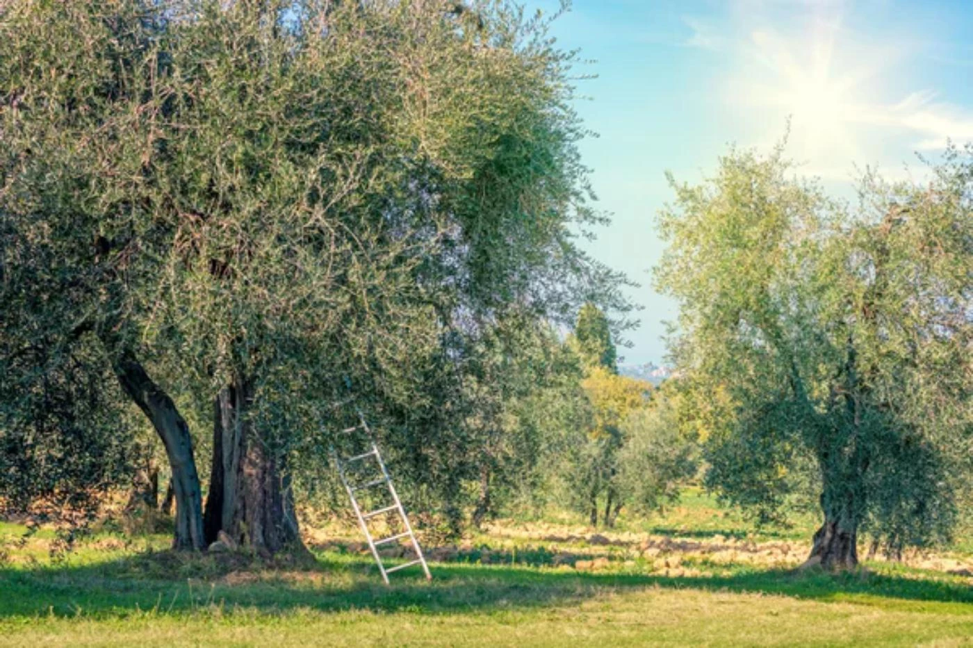 How Big Can Olive Trees Grow? (Size Chart) - 🐝 BootstrapBee.com - Actionable bootstrapping guides