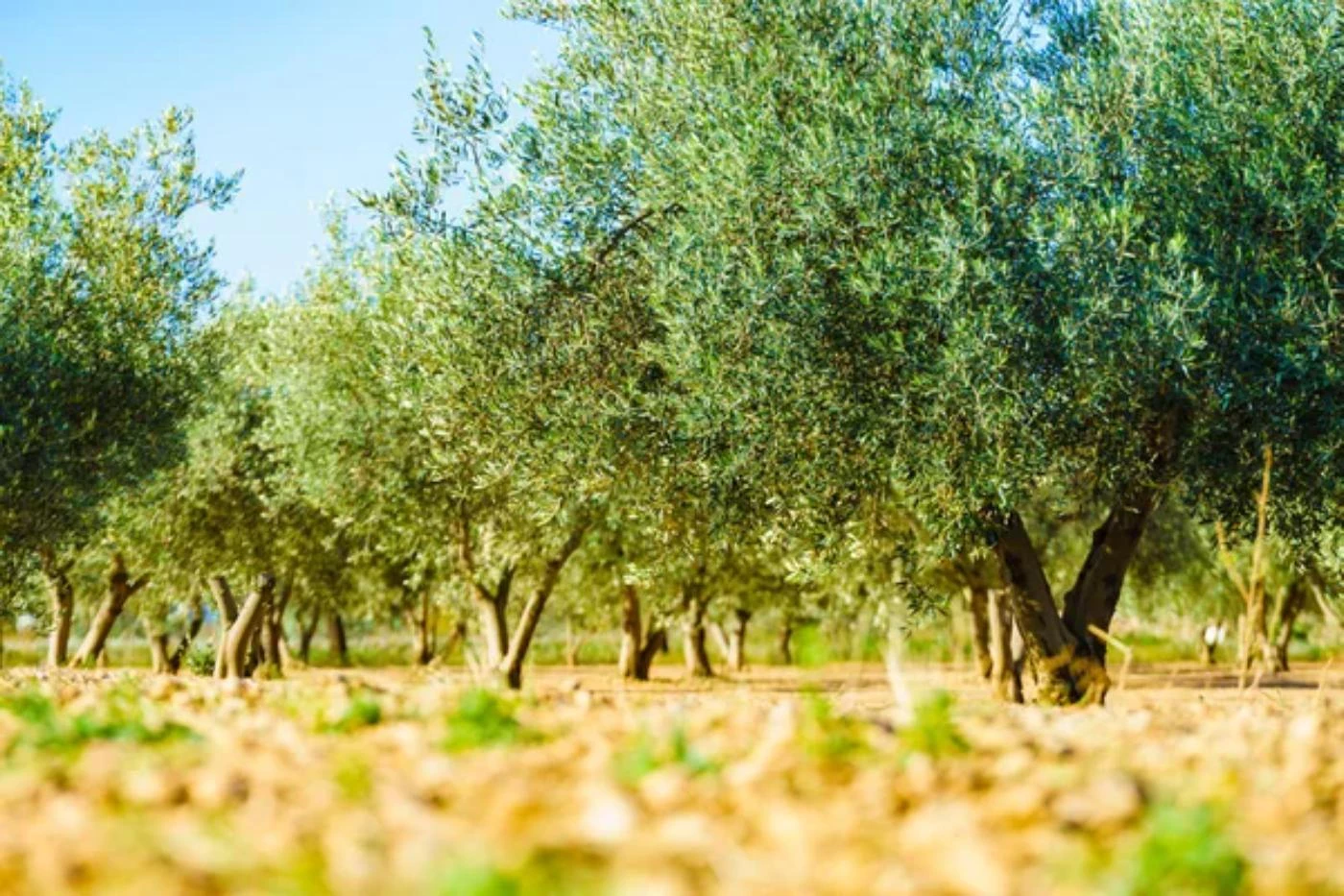 15 Interesting Facts About Olive Trees You Probably Don't Know - 🐝 BootstrapBee.com - Actionable ...