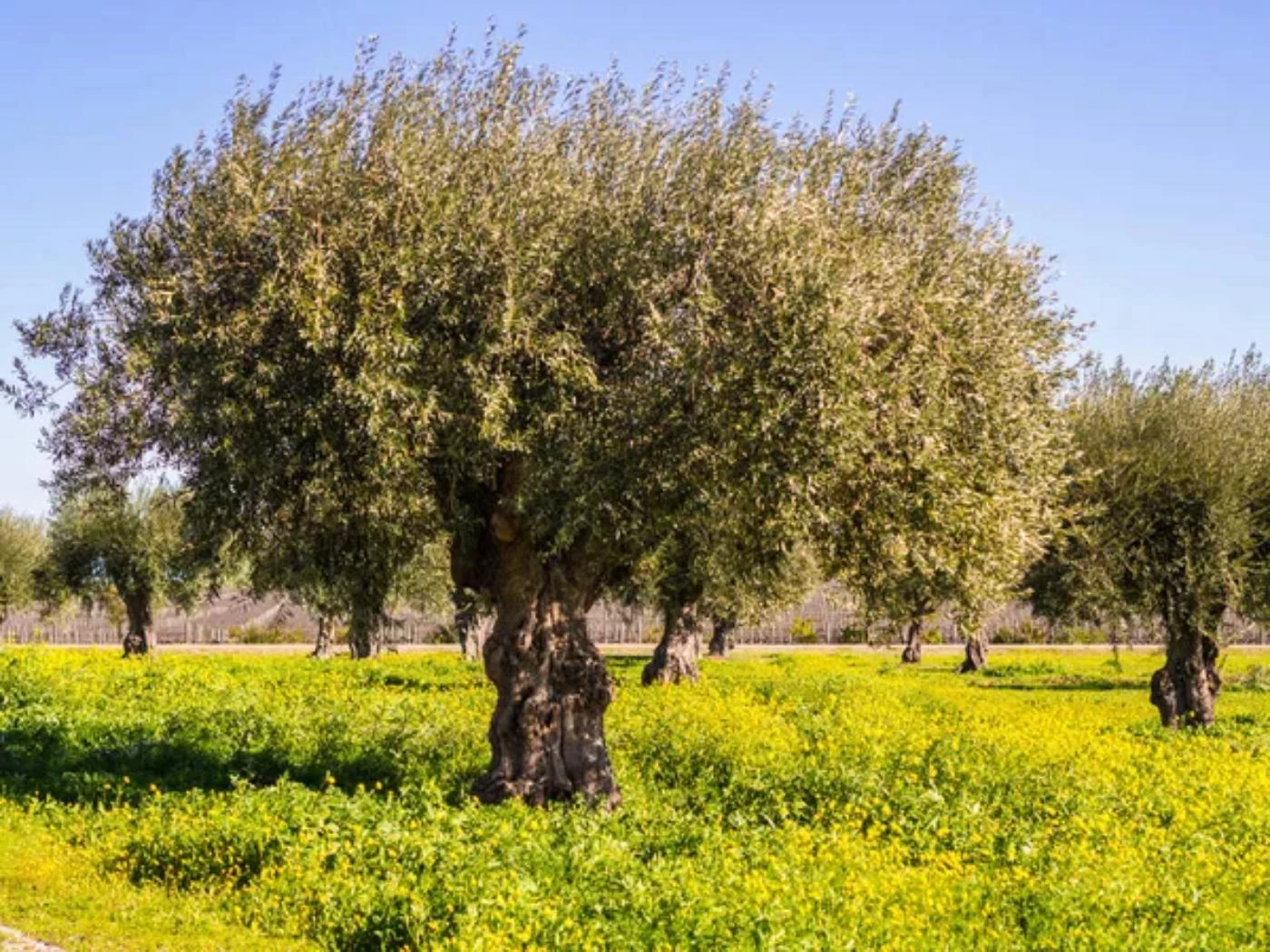 15 Interesting Facts About Olive Trees You Probably Don't Know - 🐝 ...