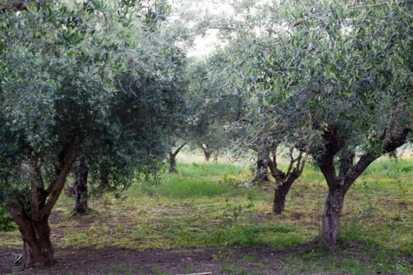 15 Interesting Facts About Olive Trees You Probably Don't Know - 🐝 BootstrapBee.com - Actionable ...
