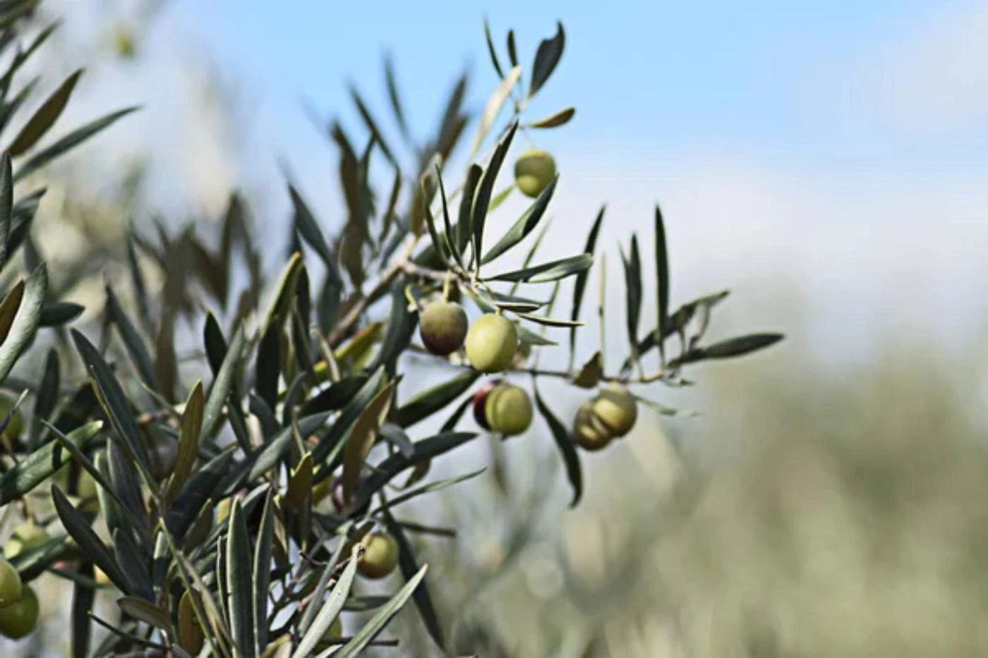 Top 11 Largest Producers of Olives in 2024 - 🐝 BootstrapBee.com - Actionable bootstrapping guides