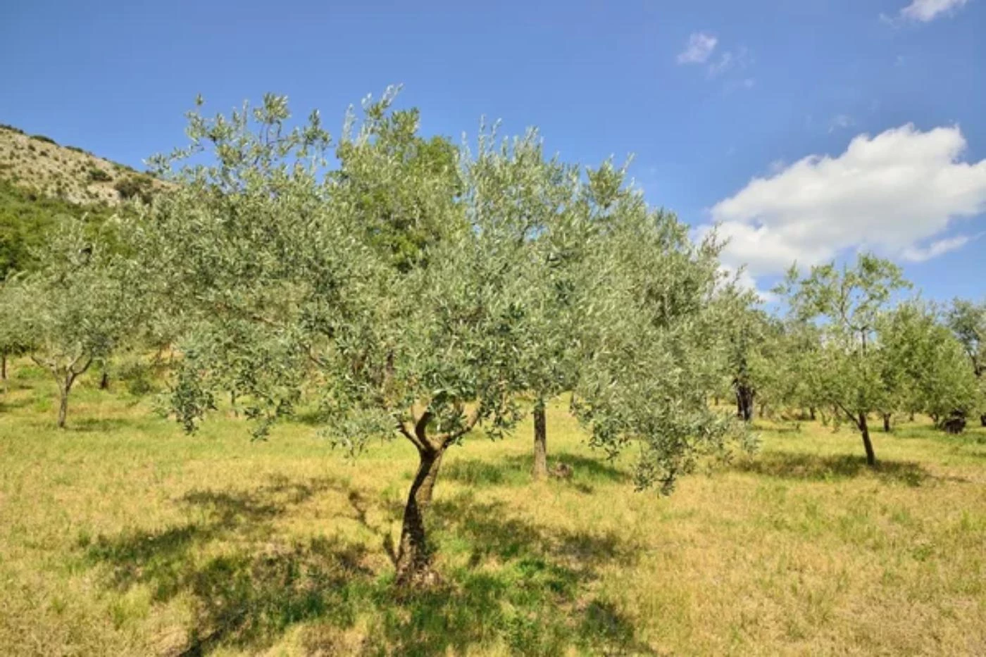 How Many Olive Trees Should You Plant per Acre? - 🐝 BootstrapBee.com - Actionable bootstrapping ...