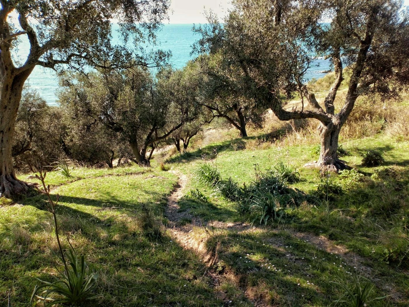 How Much Water Do Olive Trees Need to Grow? - 🐝 BootstrapBee.com - Actionable bootstrapping guides
