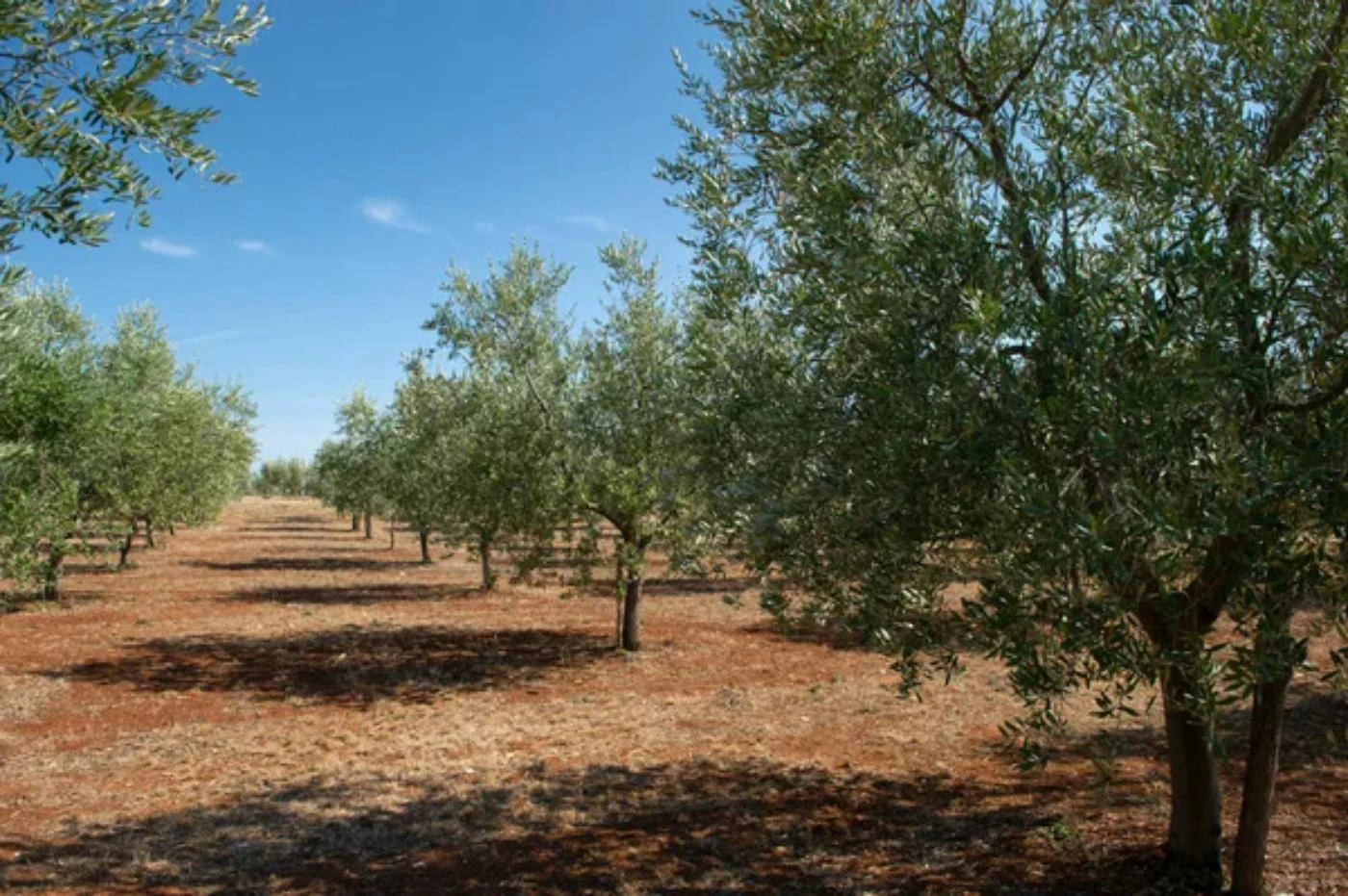 What Does an Olive Tree Look Like? (With Images) - 🐝 BootstrapBee.com - Actionable bootstrapping ...