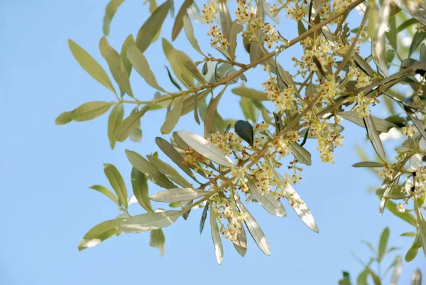 What Does an Olive Tree Look Like? (With Images) - 🐝 BootstrapBee.com - Actionable bootstrapping ...