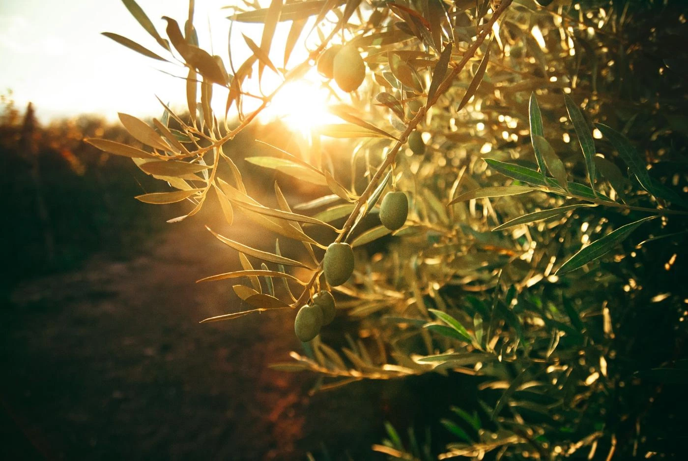 What Does an Olive Tree Look Like? (With Images) - 🐝 BootstrapBee.com - Actionable bootstrapping ...