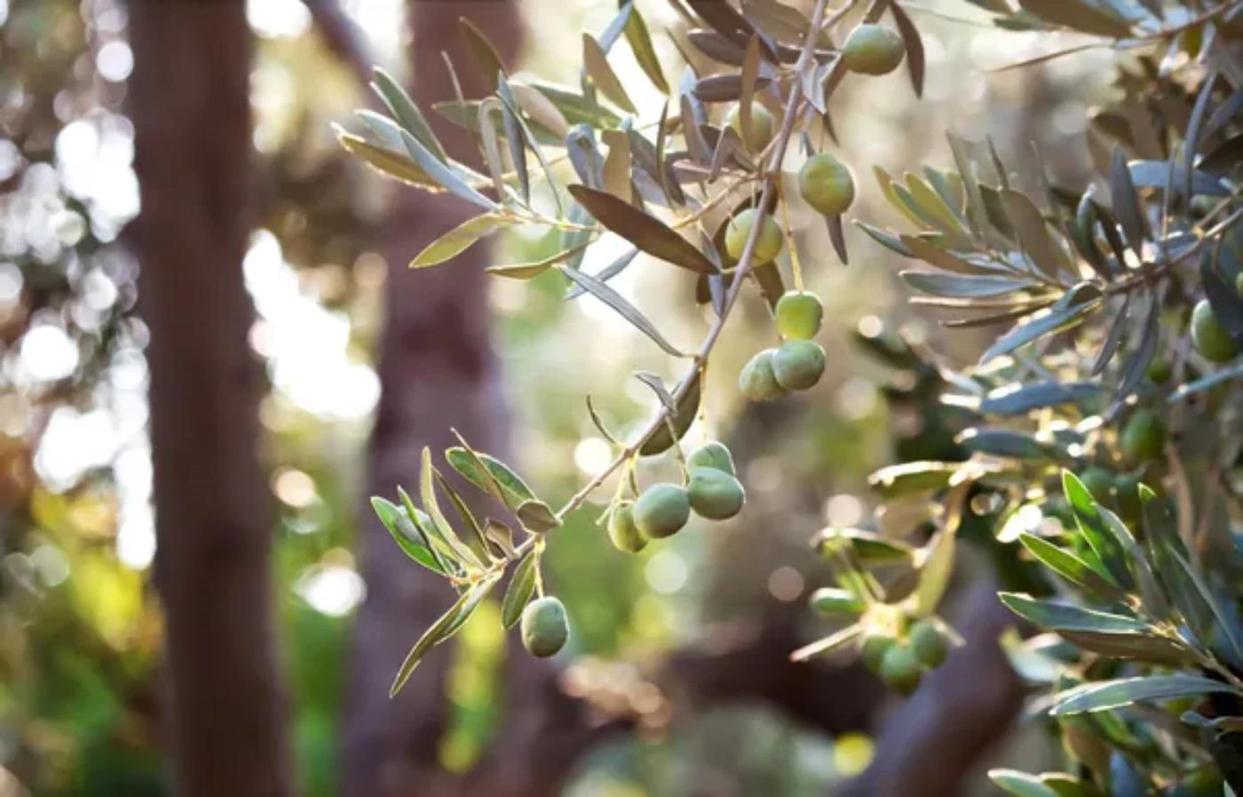 What Does an Olive Tree Look Like? (With Images) - 🐝 BootstrapBee.com - Actionable bootstrapping ...