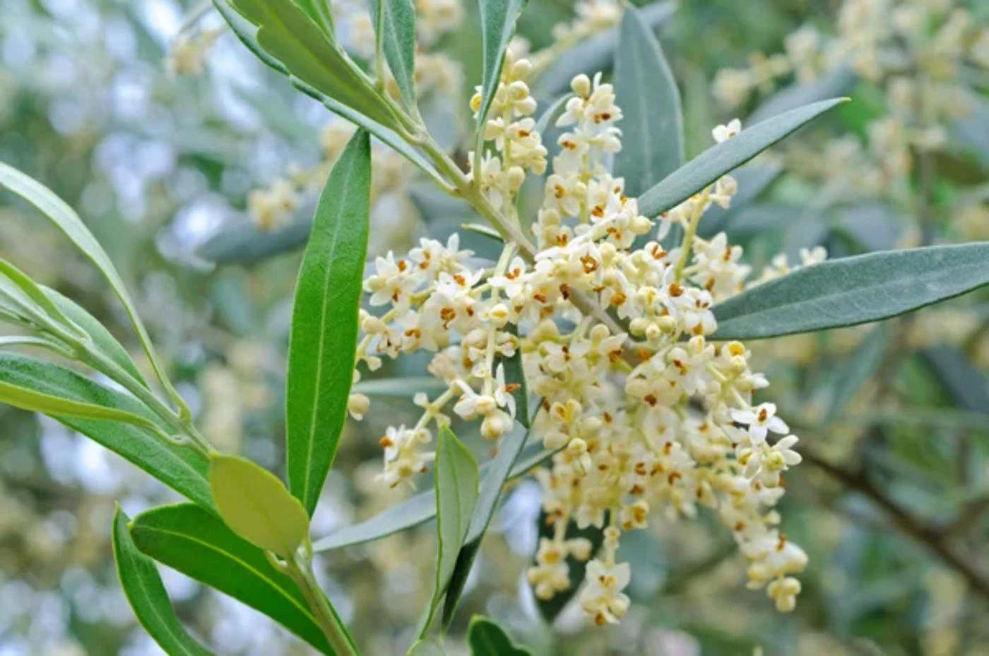 When Do Olive Trees Bloom? (Flowering Season) - 🐝 BootstrapBee.com - Actionable bootstrapping guides