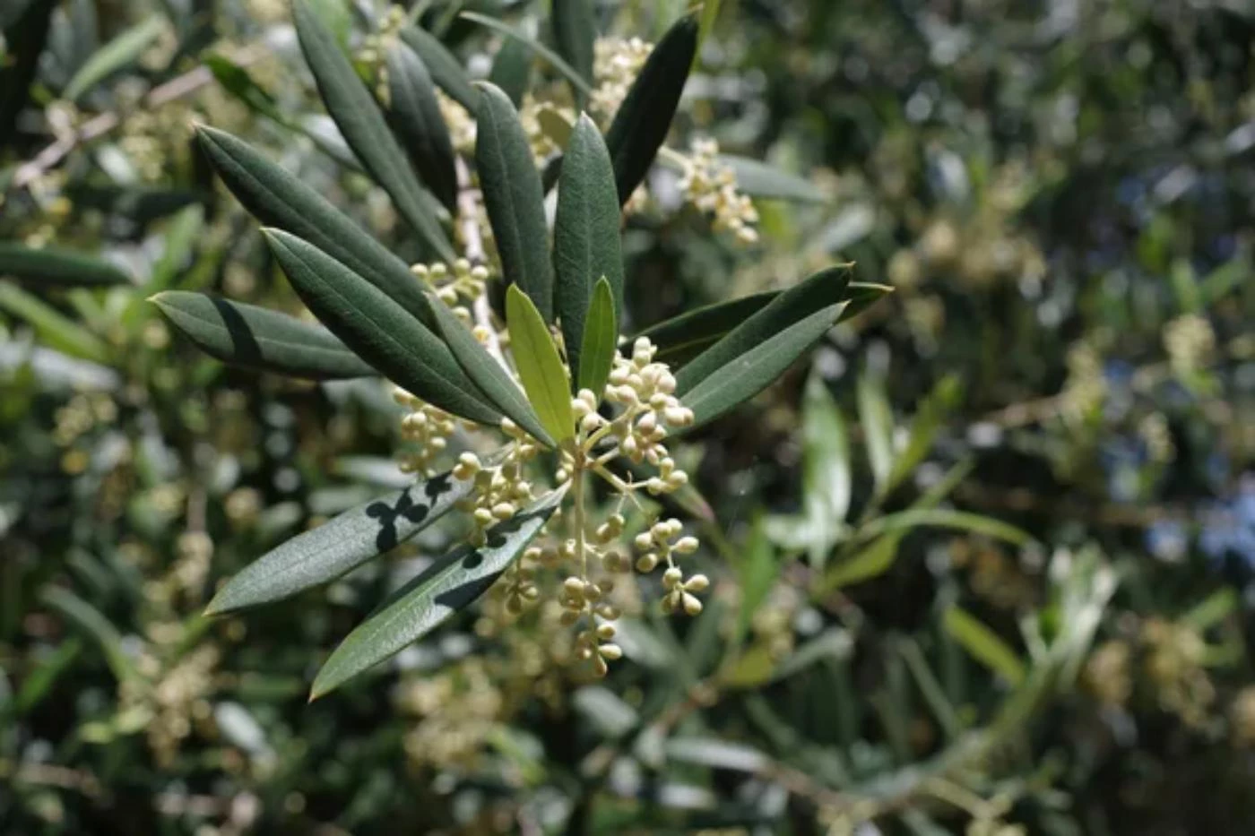 When Do Olive Trees Bloom? (Flowering Season) - 🐝 BootstrapBee.com - Actionable bootstrapping guides
