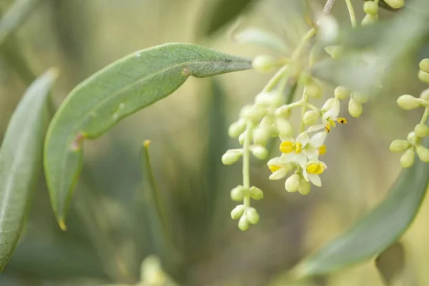 When Do Olive Trees Bloom? (Flowering Season) - 🐝 BootstrapBee.com - Actionable bootstrapping guides