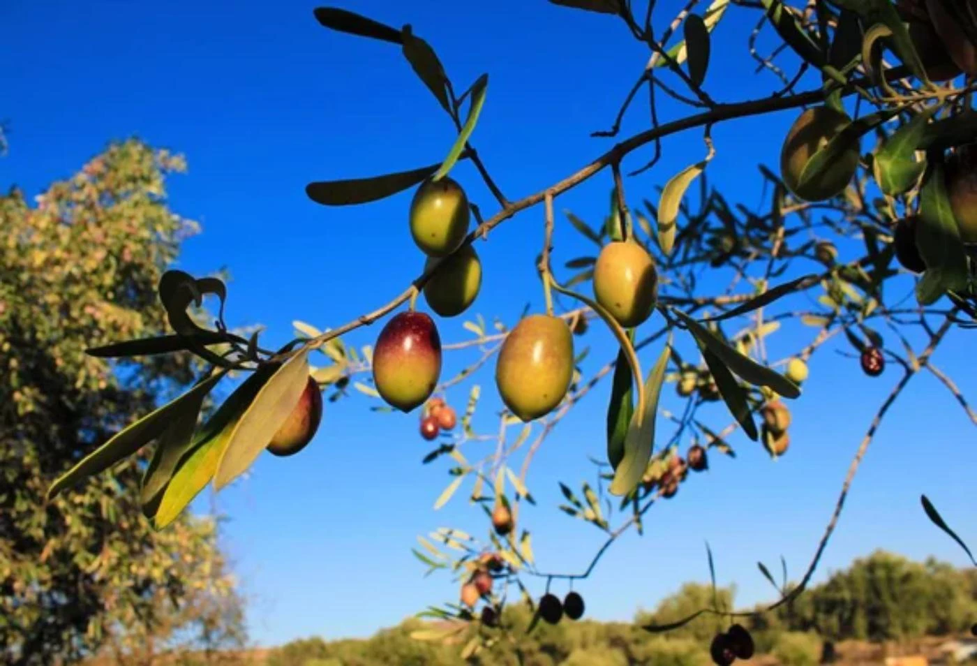 When Do Olive Trees Fruit? (Season Chart) - 🐝 BootstrapBee.com - Actionable bootstrapping guides