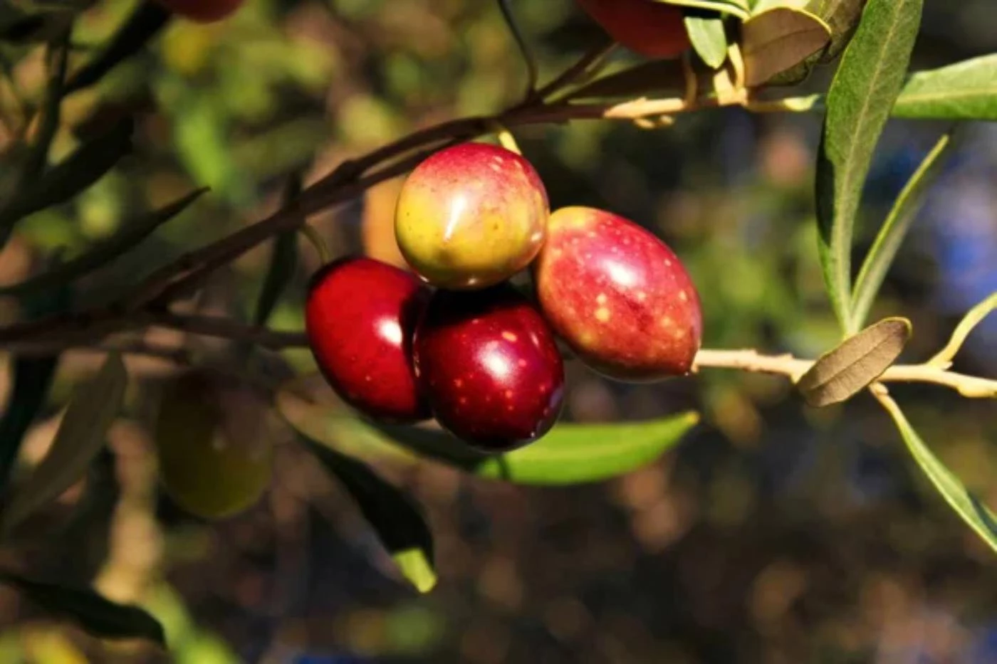 When Do Olive Trees Fruit? (Season Chart) - 🐝 BootstrapBee.com - Actionable bootstrapping guides