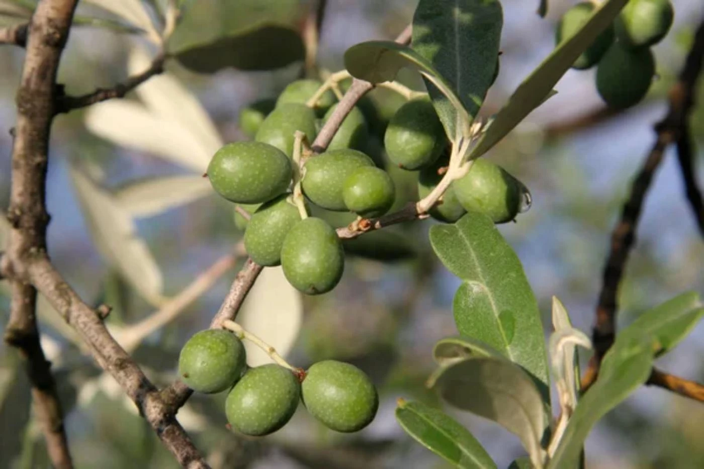 When Do Olive Trees Fruit? (Season Chart) - 🐝 BootstrapBee.com - Actionable bootstrapping guides