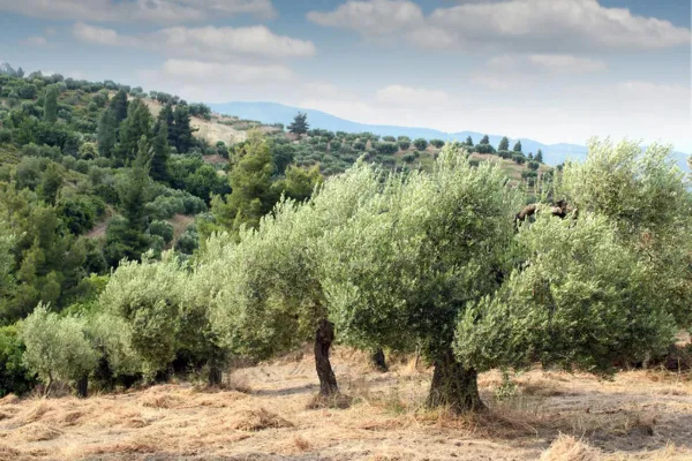 Where Do Olive Trees Grow in the US? (Best Growing Zone) - 🐝 BootstrapBee.com - Actionable ...
