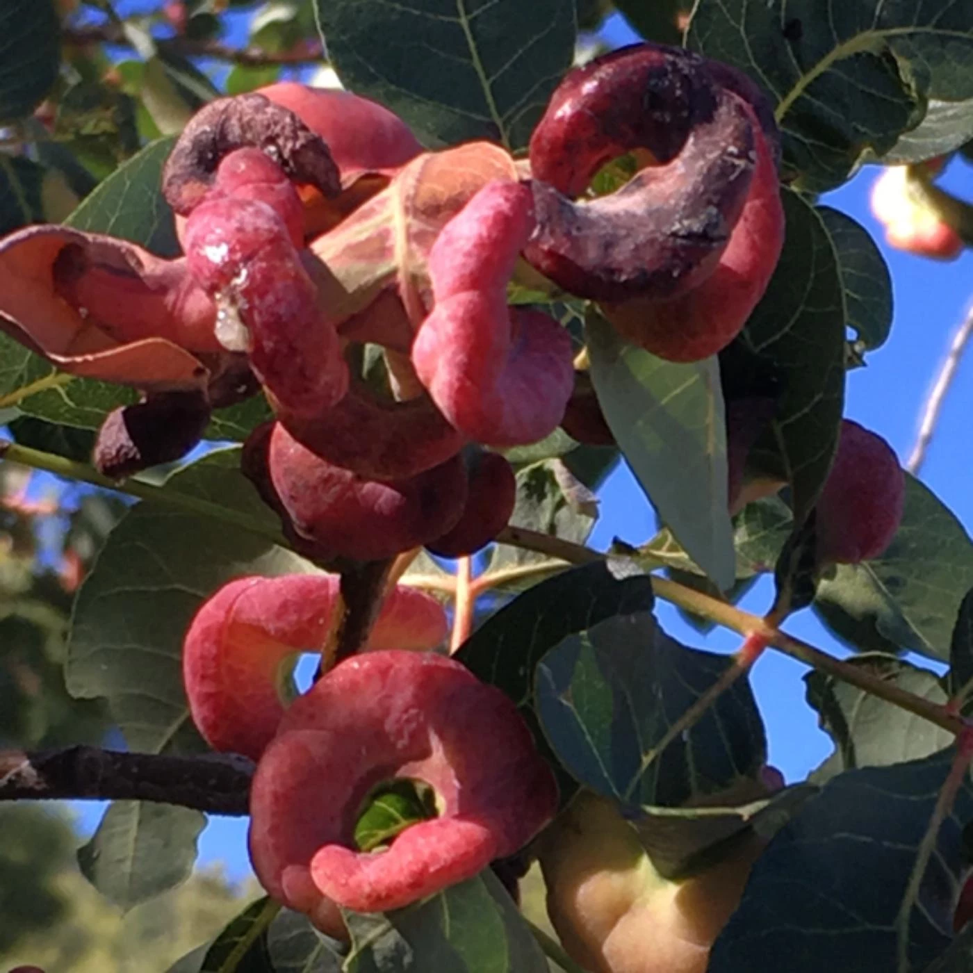 15 Most Common Pistachio Tree Types (with Pictures to Identify) - 🐝 ...