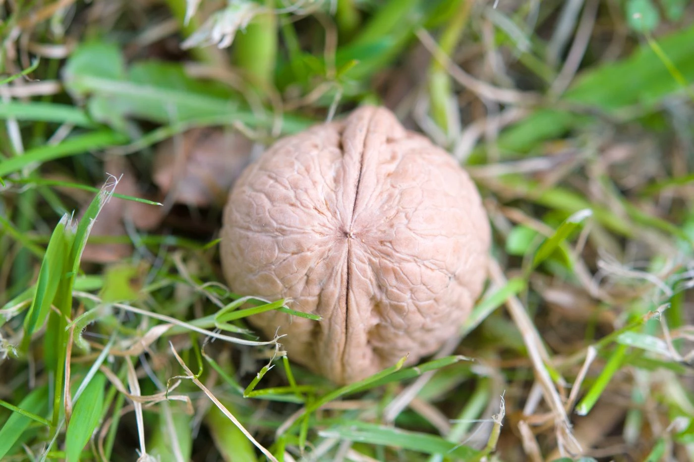 How Profitable Is a Walnut Farm in 2023? (Detailed Breakdown) - 🐝 BootstrapBee.com - Actionable ...