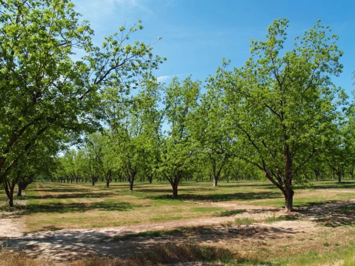 How To Fertilize a Pecan Tree the Right Way - 🐝 BootstrapBee.com - Actionable bootstrapping guides
