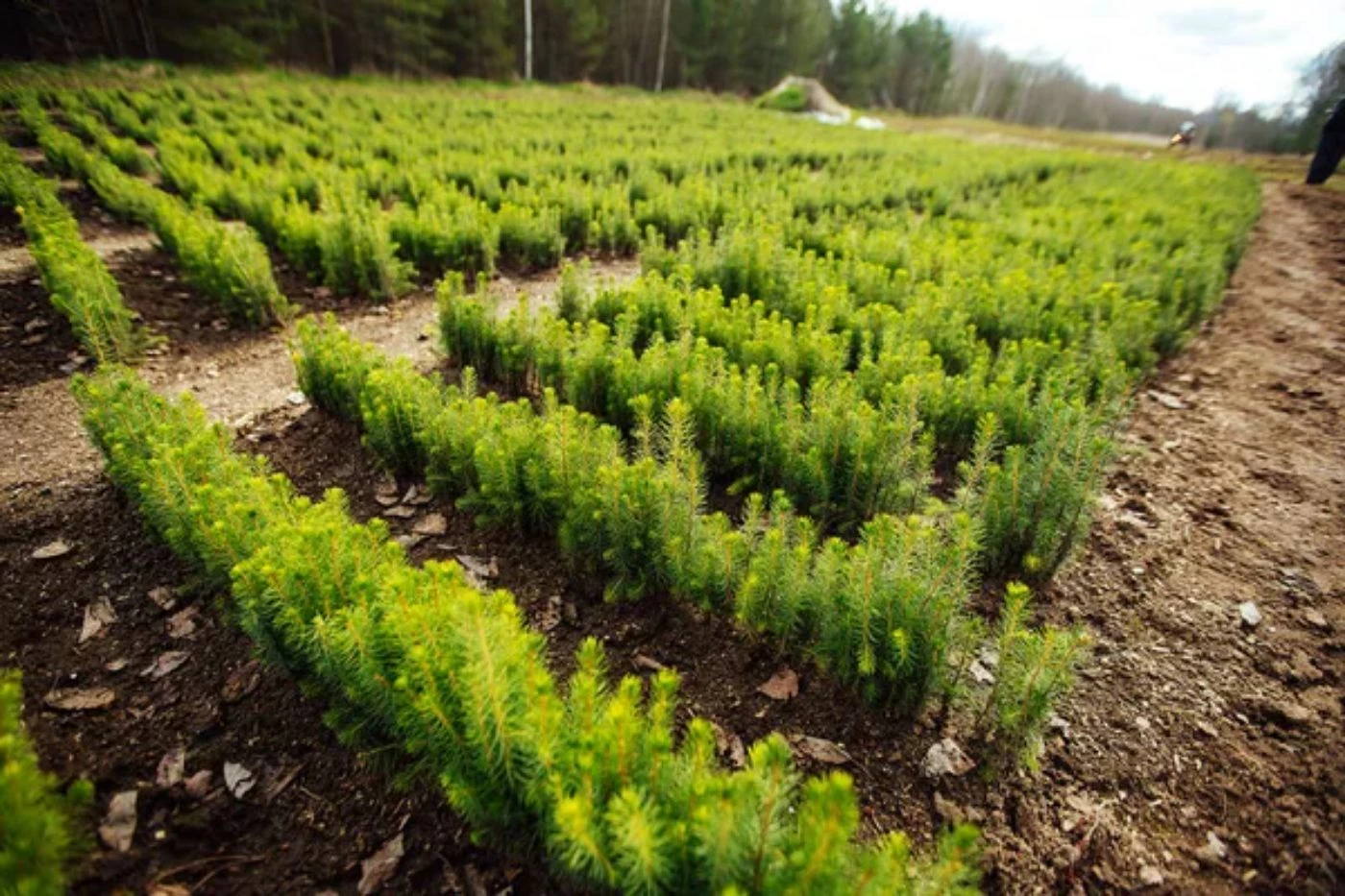 How To Start a Tree Nursery Profitably from Scratch - 🐝 BootstrapBee.com - Actionable ...