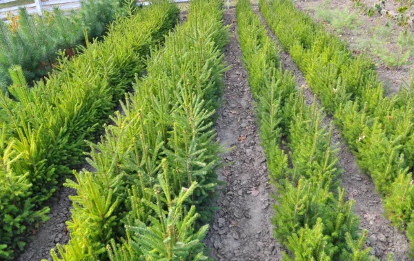 How To Start a Tree Nursery Profitably from Scratch - 🐝 BootstrapBee.com - Actionable ...