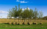 How Many Fruit Trees per Acre? (Peach, Apple, Cherry, Pear) - 🐝 BootstrapBee.com - Actionable ...