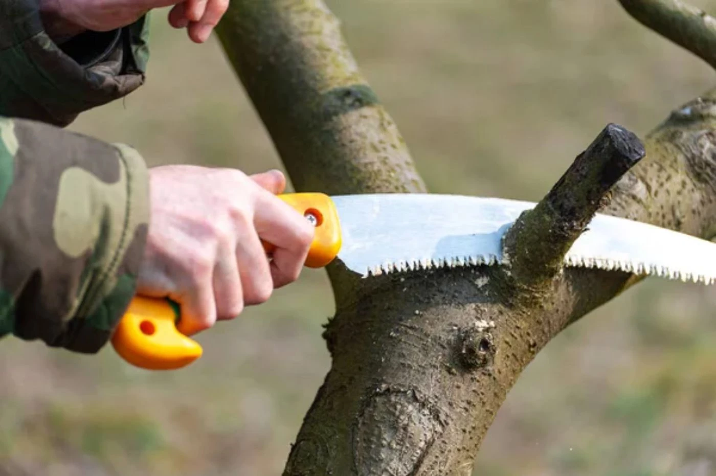 How To Start a Tree Nursery Profitably from Scratch - 🐝 BootstrapBee.com - Actionable ...