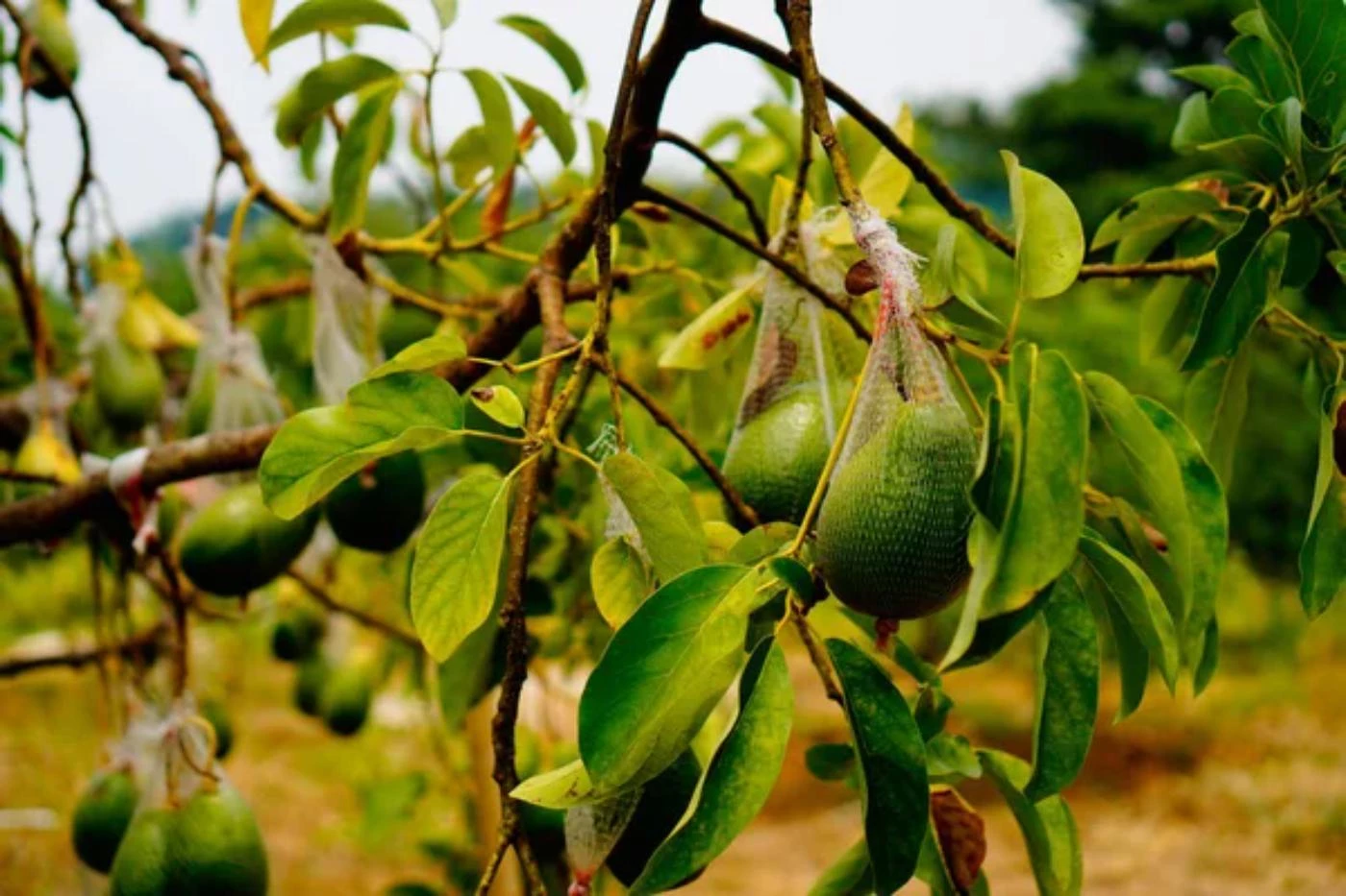 How to Start an Avocado Farm: 5 Things to Remember - 🐝 BootstrapBee.com ...