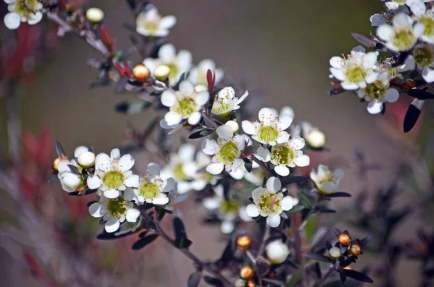 17 Most Common Tea Tree Types (With Pictures to Identify) - 🐝 ...