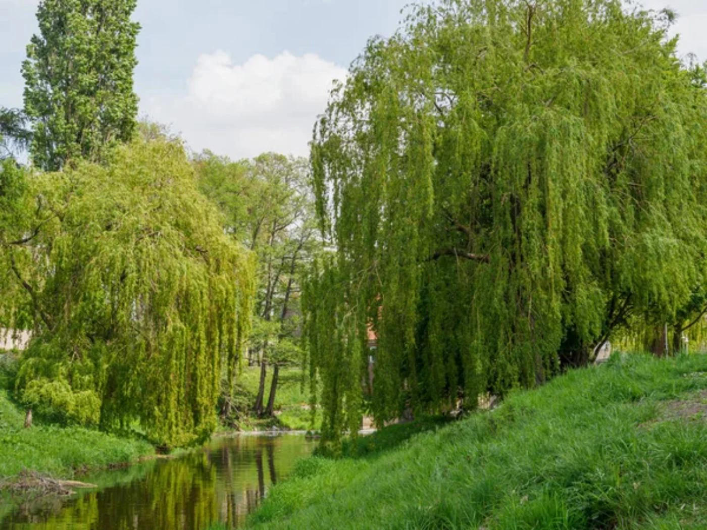 17 Most Common Tea Tree Types (With Pictures to Identify) - 🐝 ...