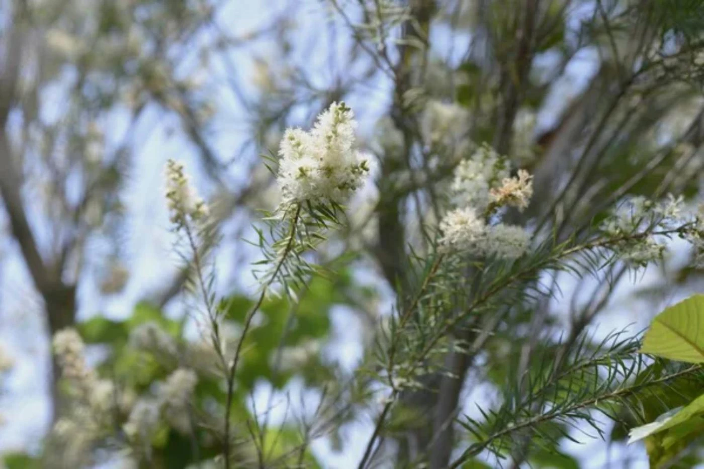 17 Most Common Tea Tree Types (With Pictures to Identify) - 🐝 ...