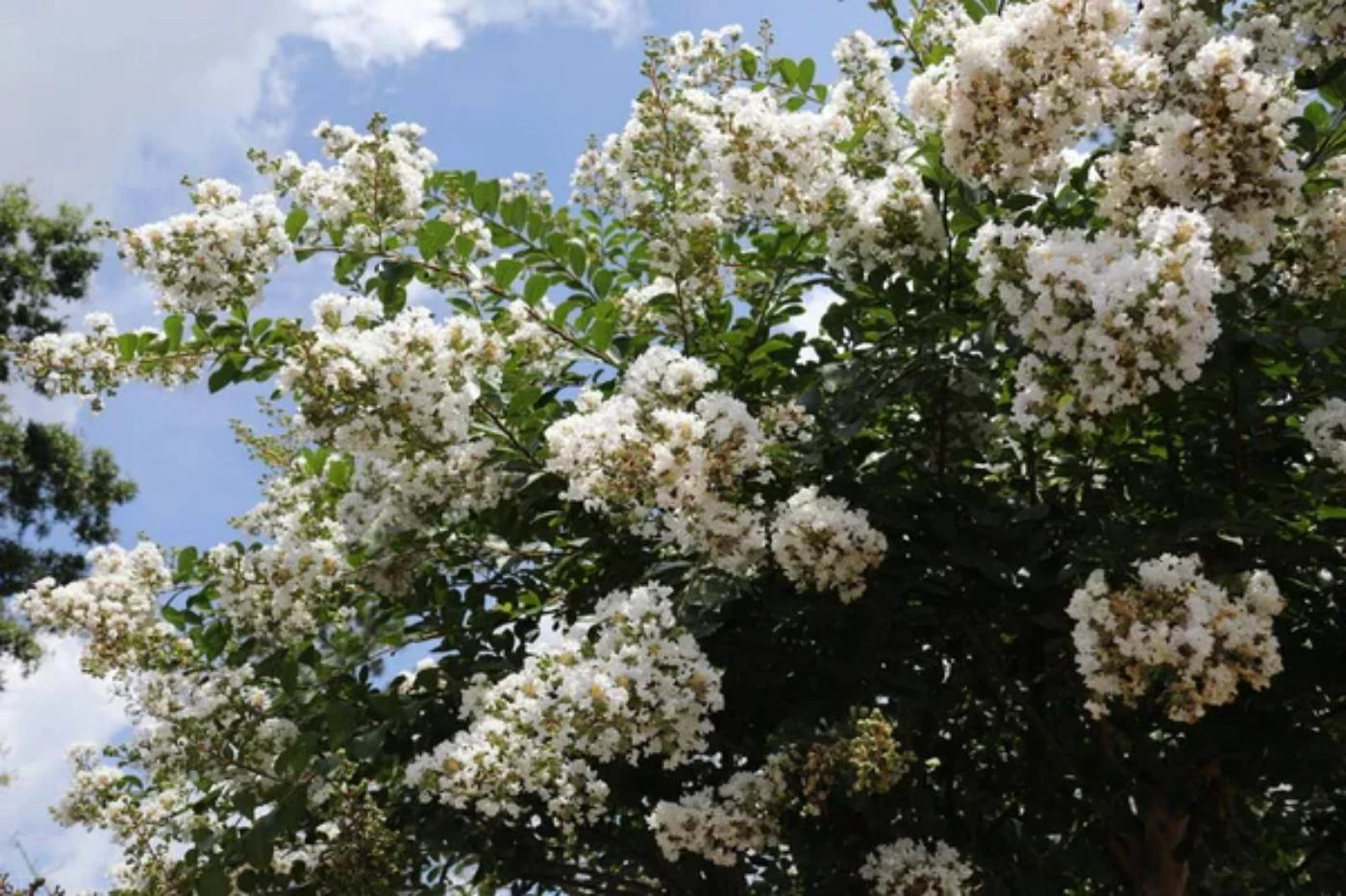 17 Most Common Tea Tree Types (With Pictures to Identify) - 🐝 ...