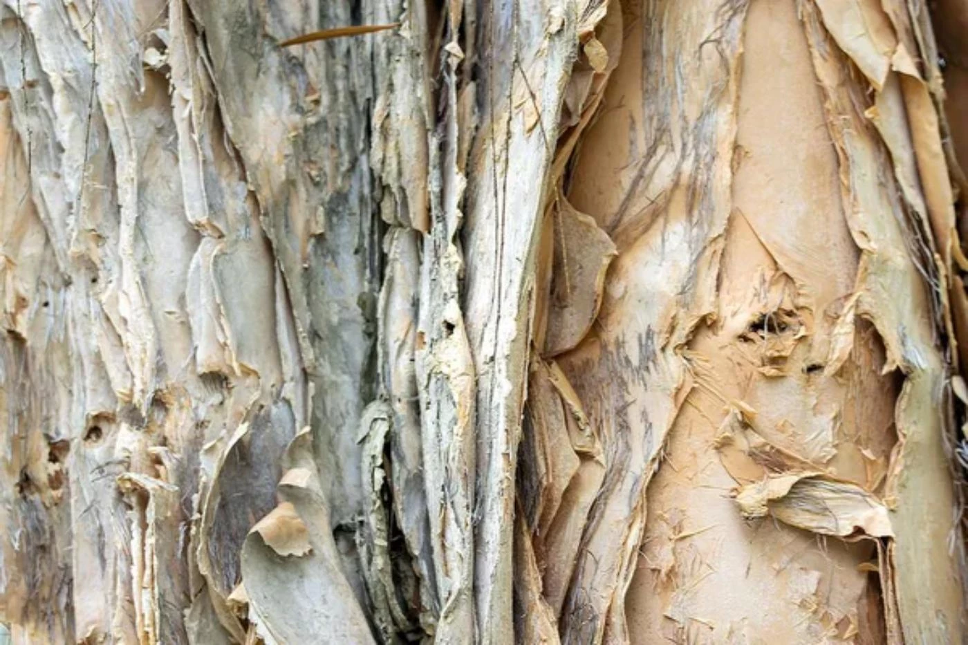 17 Most Common Tea Tree Types (With Pictures to Identify) - 🐝 BootstrapBee.com - Actionable ...