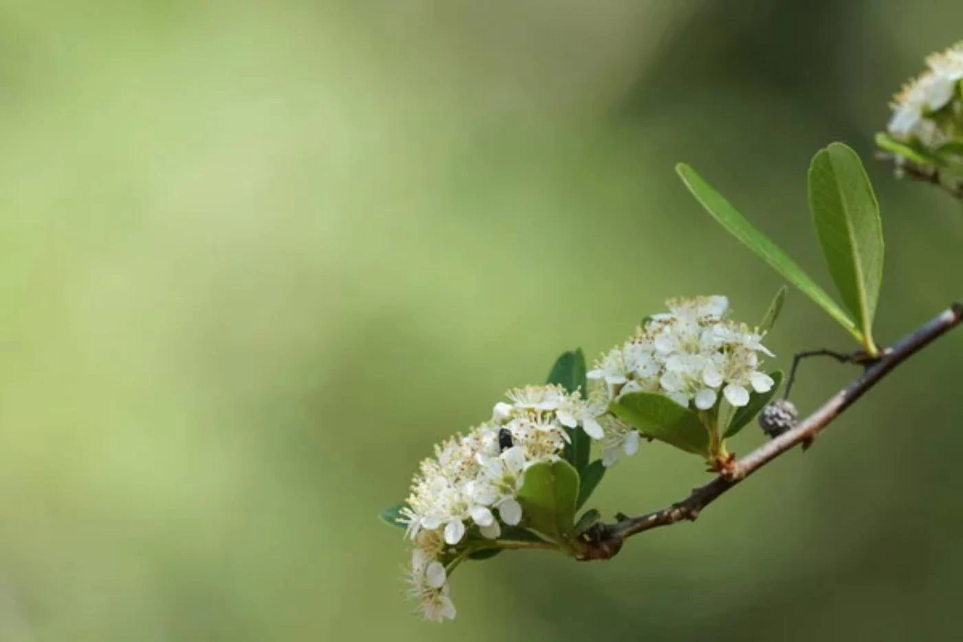 17 Most Common Tea Tree Types (With Pictures to Identify) - 🐝 ...