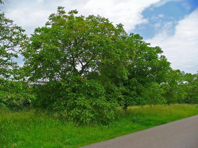 3 Types of Walnut Trees in Indiana (With Pictures) - 🐝 BootstrapBee.com ...