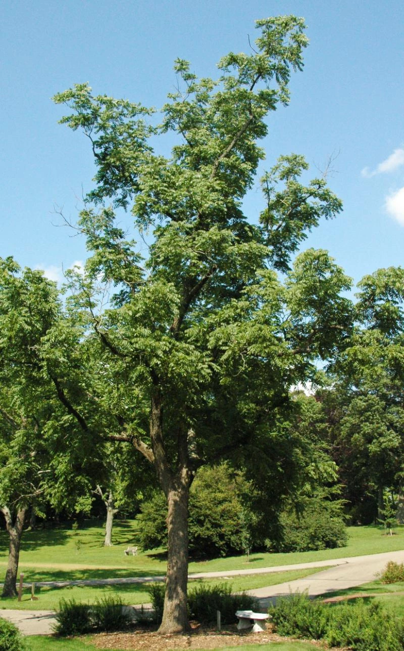 3 Types of Walnut Trees in Indiana (With Pictures) - 🐝 BootstrapBee.com ...