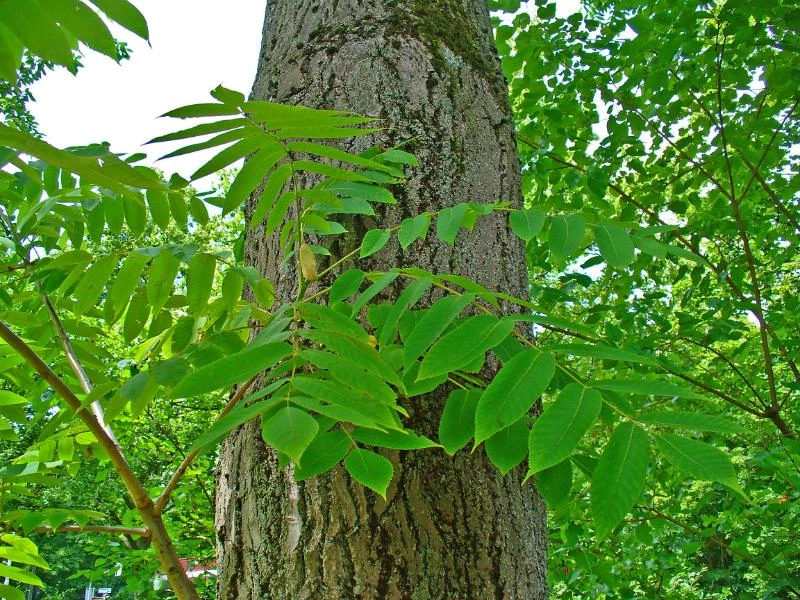3 Types of Walnut Trees in Indiana (With Pictures) - 🐝 BootstrapBee.com ...