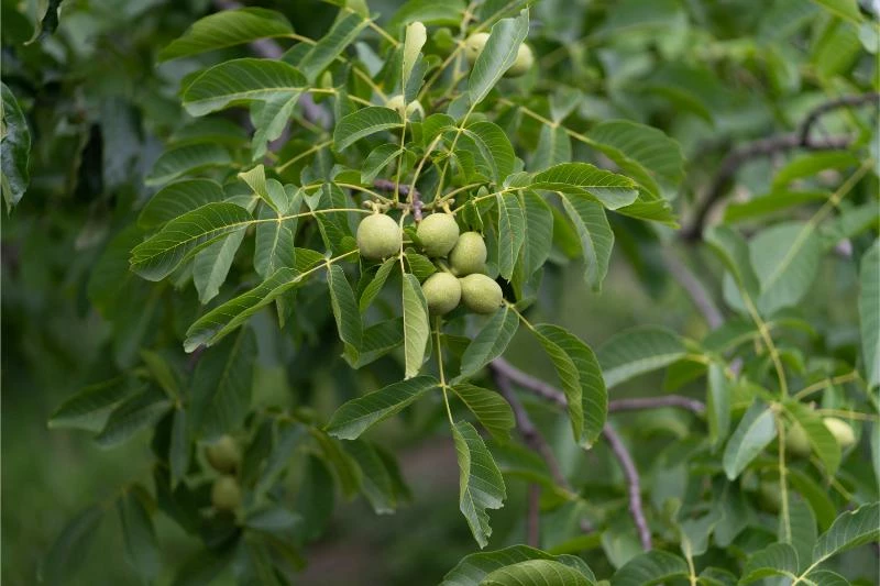 3 Types of Walnut Trees in Indiana (With Pictures) - 🐝 BootstrapBee.com - Actionable ...