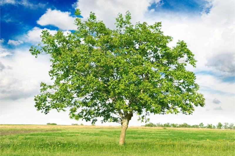 3 Types of Walnut Trees in Missouri (With Pictures) - 🐝 BootstrapBee ...