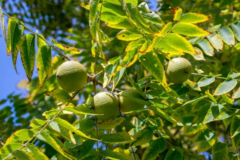 3 Types of Walnut Trees in Ohio (With Pictures) - 🐝 BootstrapBee.com - Actionable bootstrapping ...