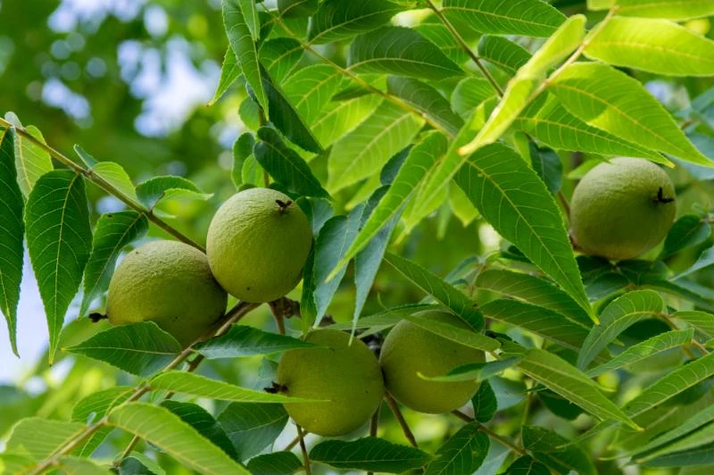 5 Types of Walnut Trees in Ontario (With Pictures) - 🐝 BootstrapBee.com ...