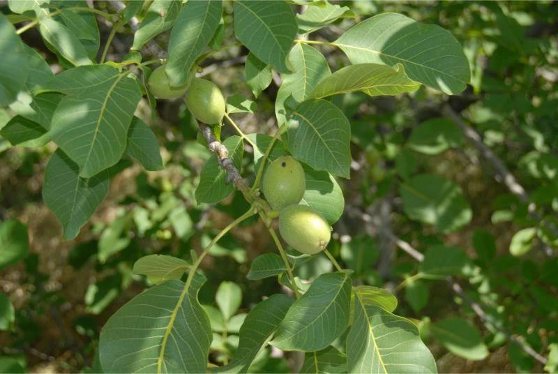 5 Types of Walnut Trees in Ontario (With Pictures) - 🐝 BootstrapBee.com ...