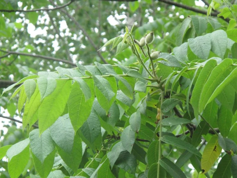 3 Types of Walnut Trees in Tennessee (With Pictures) - 🐝 BootstrapBee.com - Actionable ...